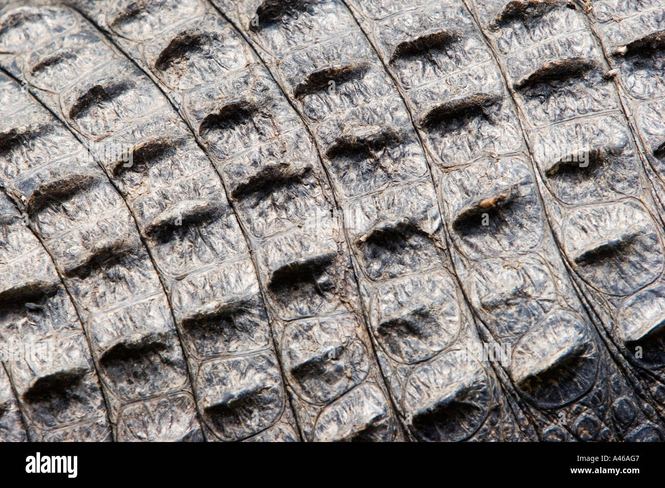 Skin of an Alligator Stock Photo - Alamy
