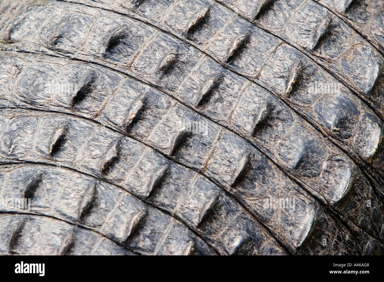 Skin of an Alligator Stock Photo - Alamy