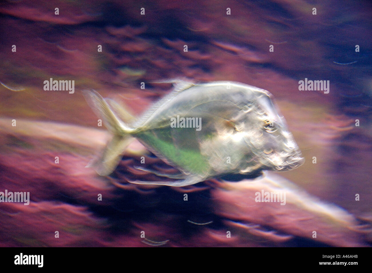 Lockdown fish Selene dorsalis Atlantic, aquarium Berlin Germany Stock ...