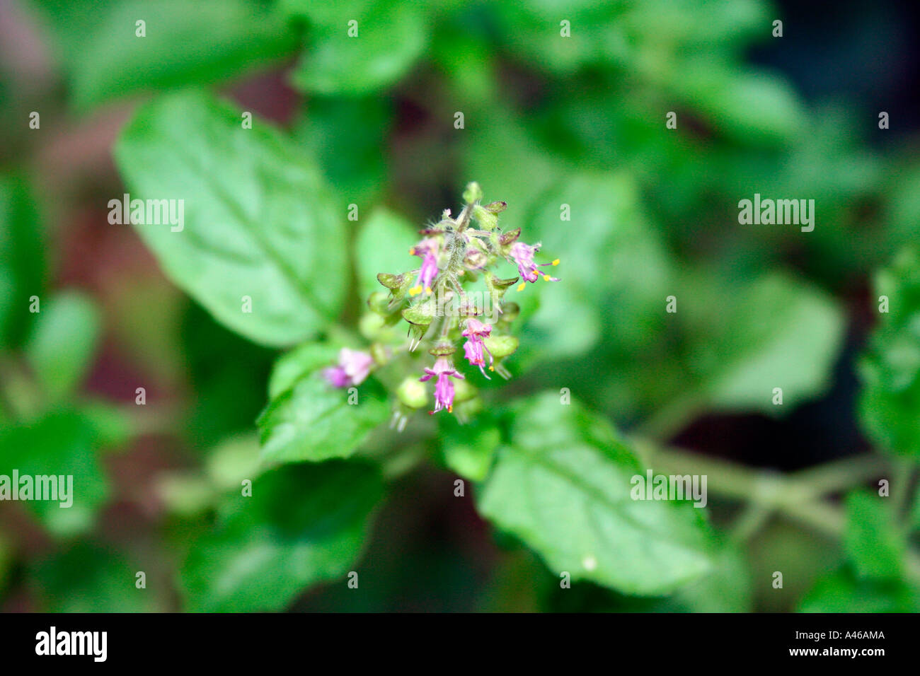 Kerala tulasi hi-res stock photography and images - Alamy