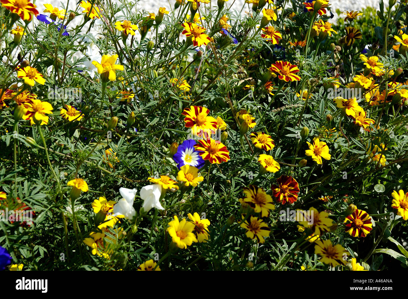 Blumenwiese marigold hi-res stock photography and images - Alamy