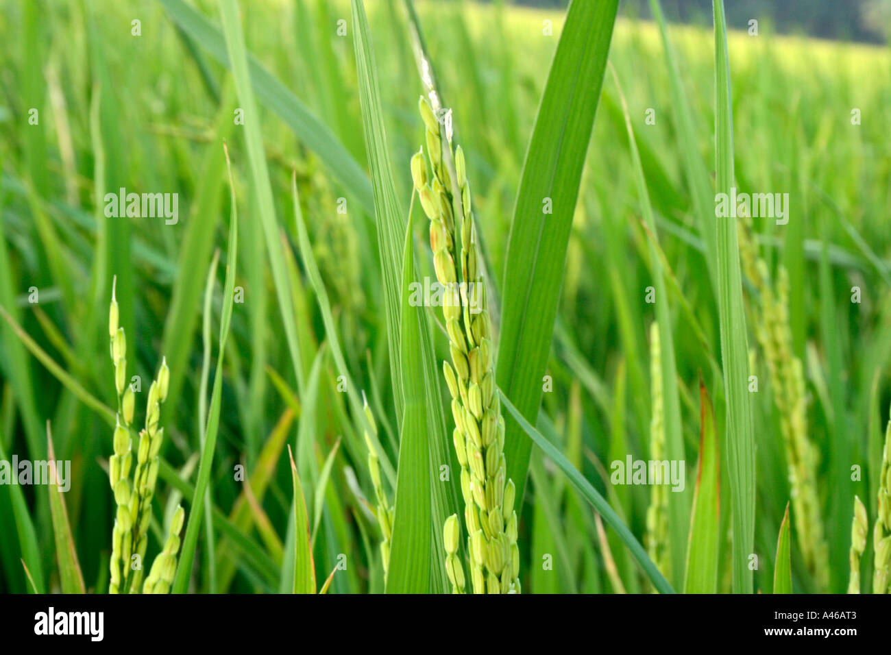 Rice paddy field in kerala Stock Photo - Alamy