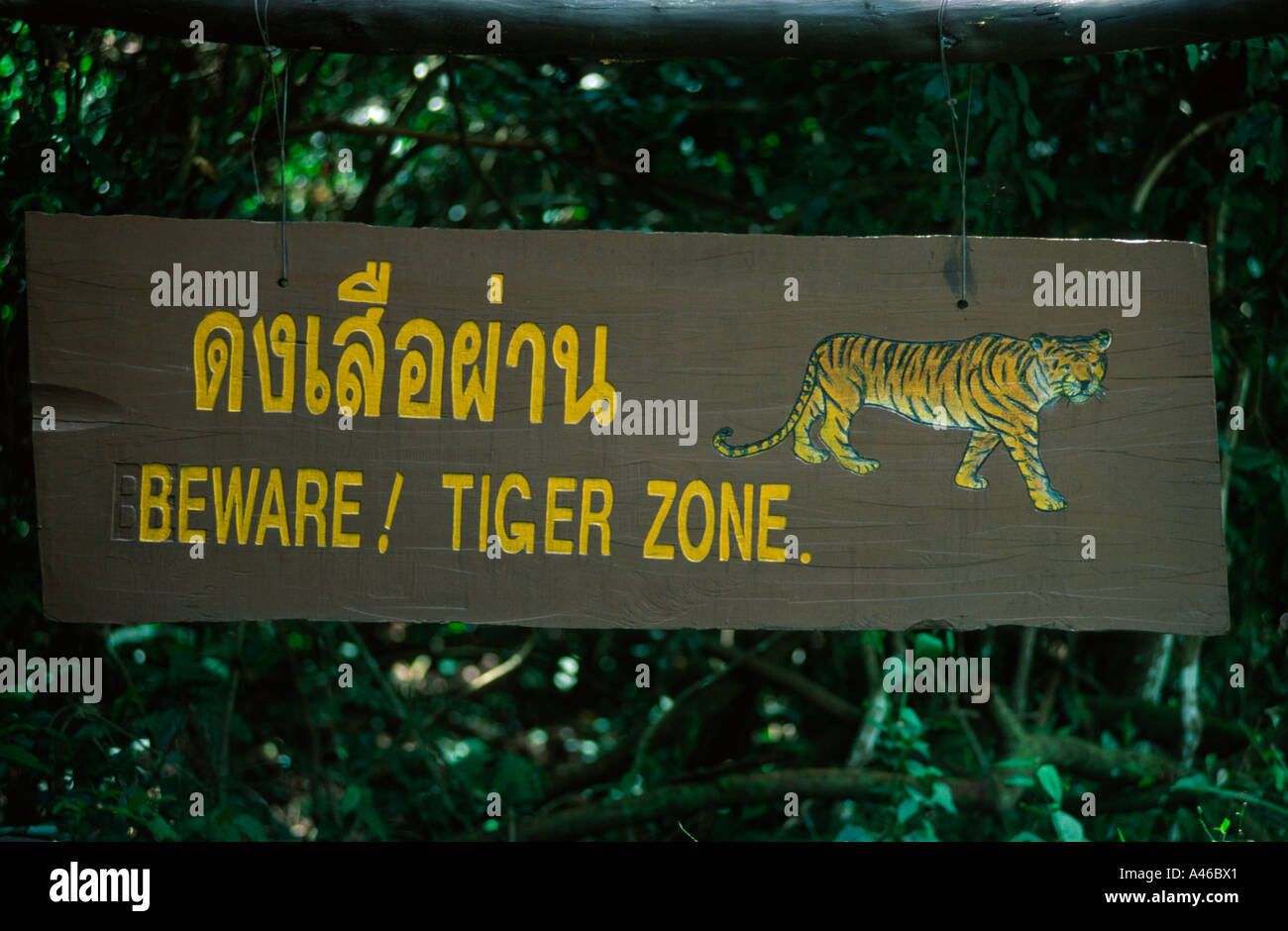 Beware tigers hi-res stock photography and images - Alamy