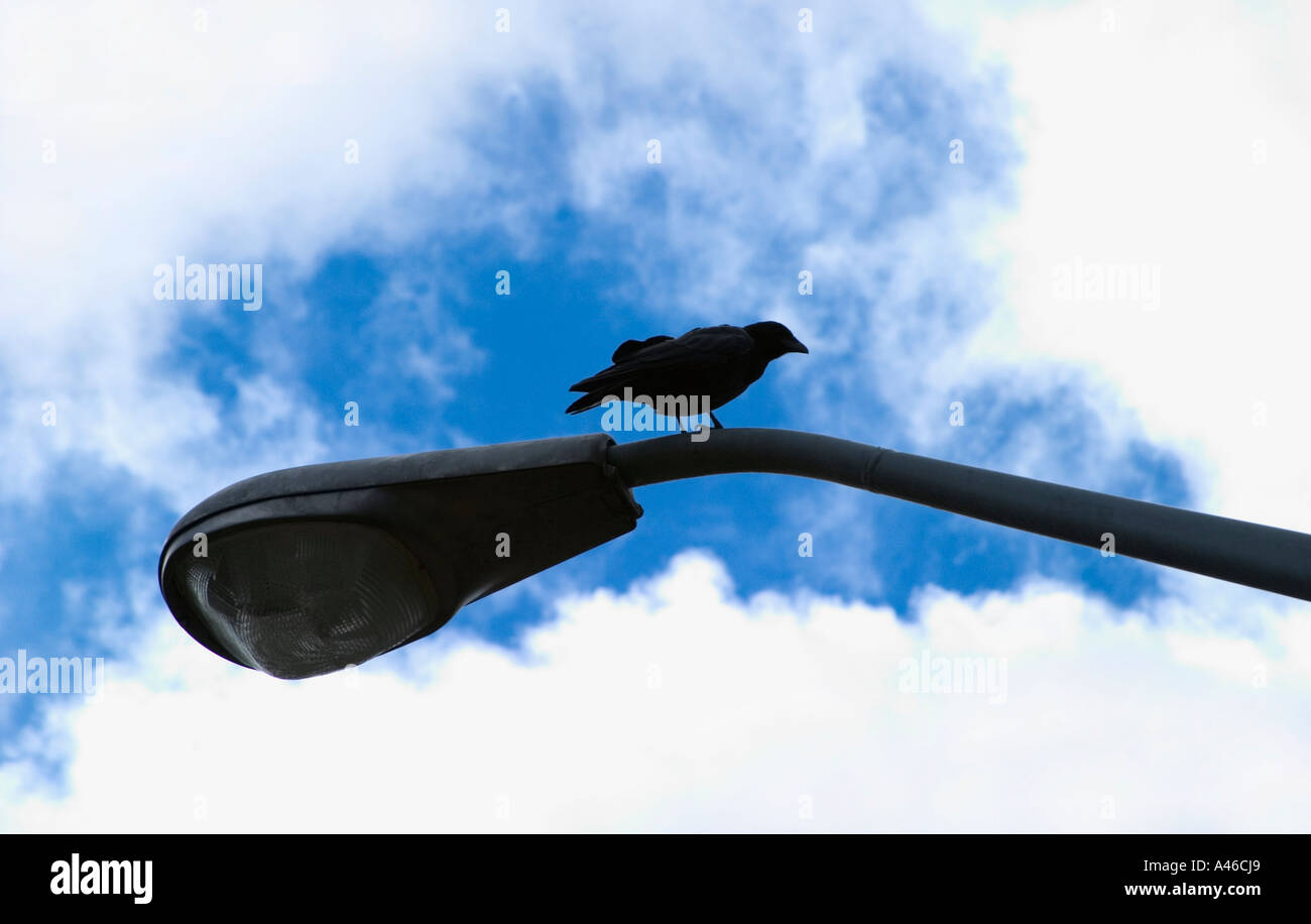 Crow on street lamp hi-res stock photography and images - Alamy