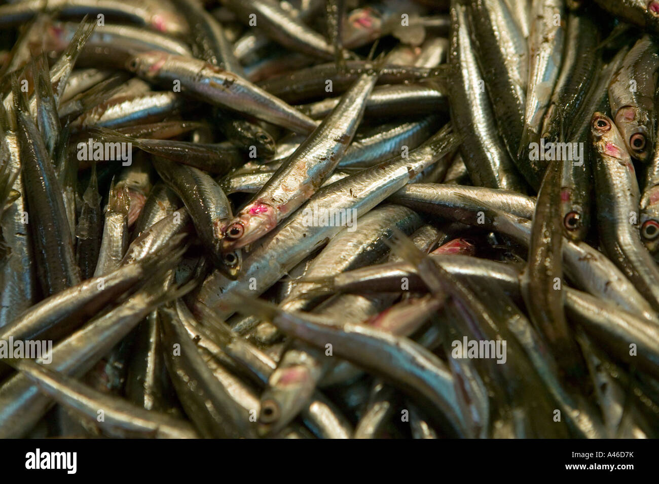 Close up of fresh anchovies on sale in Mercado de la Rivera, Bilbao ...