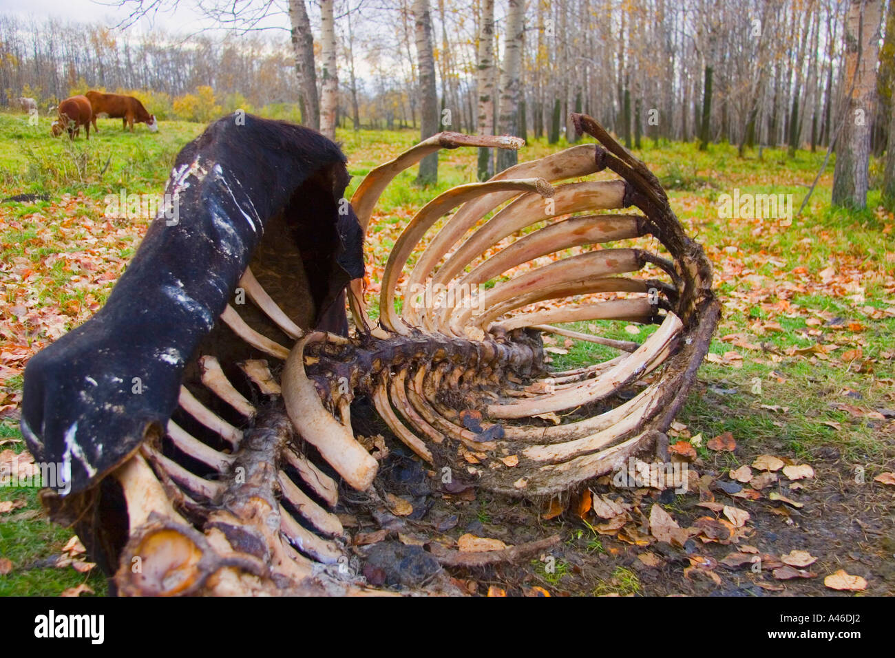 An animal carcass Stock Photo - Alamy