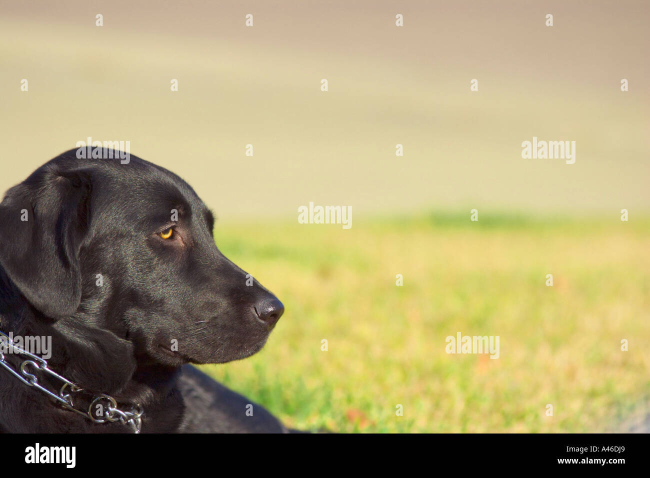 Short guard hi-res stock photography and images - Alamy