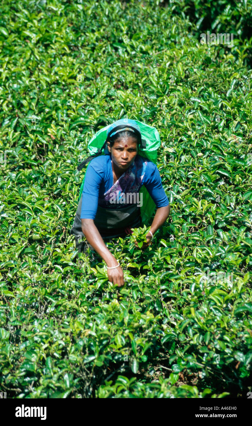 Labookellie tea plantation hi-res stock photography and images - Alamy