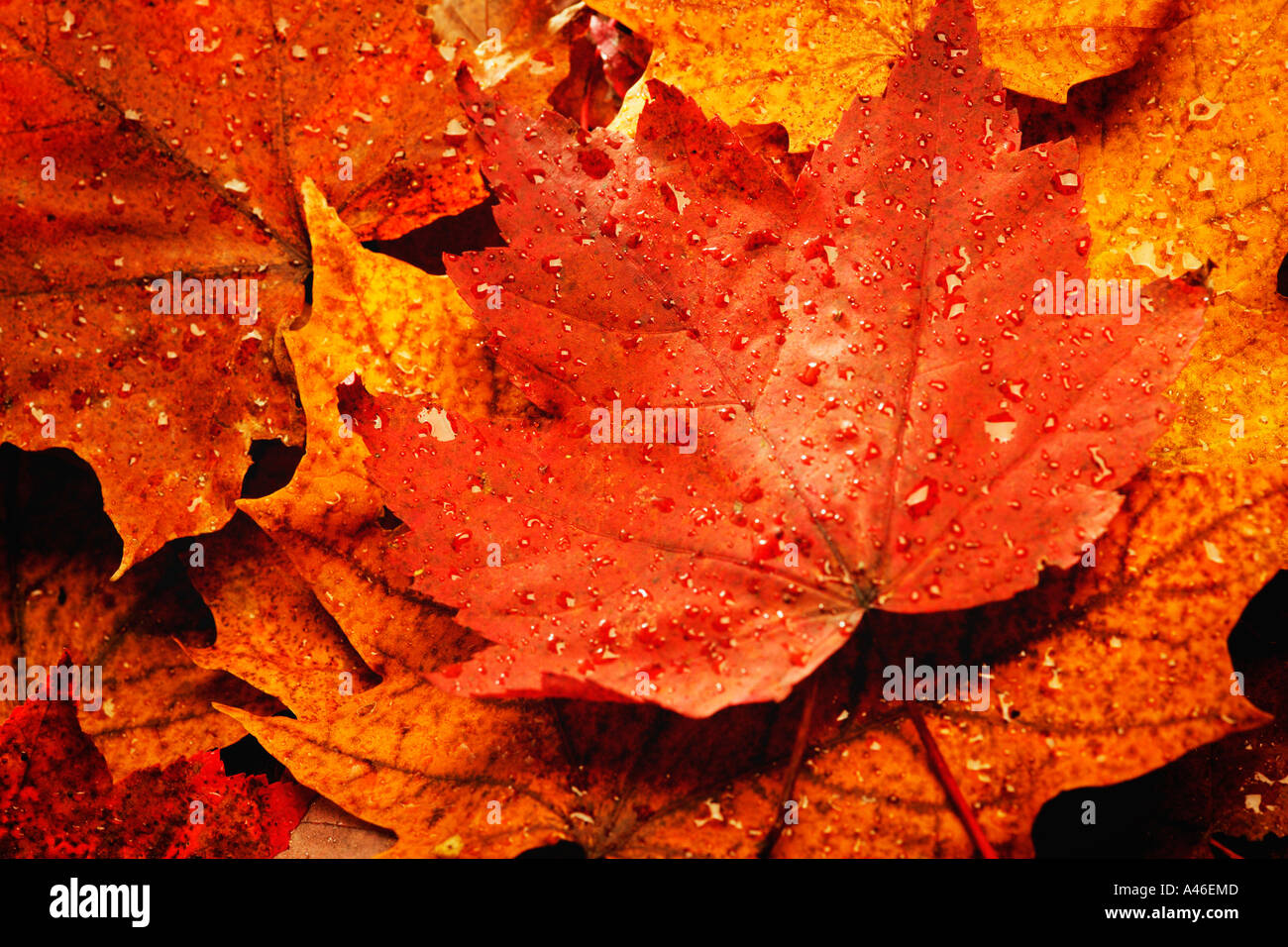 Autumn kelly hi-res stock photography and images - Alamy