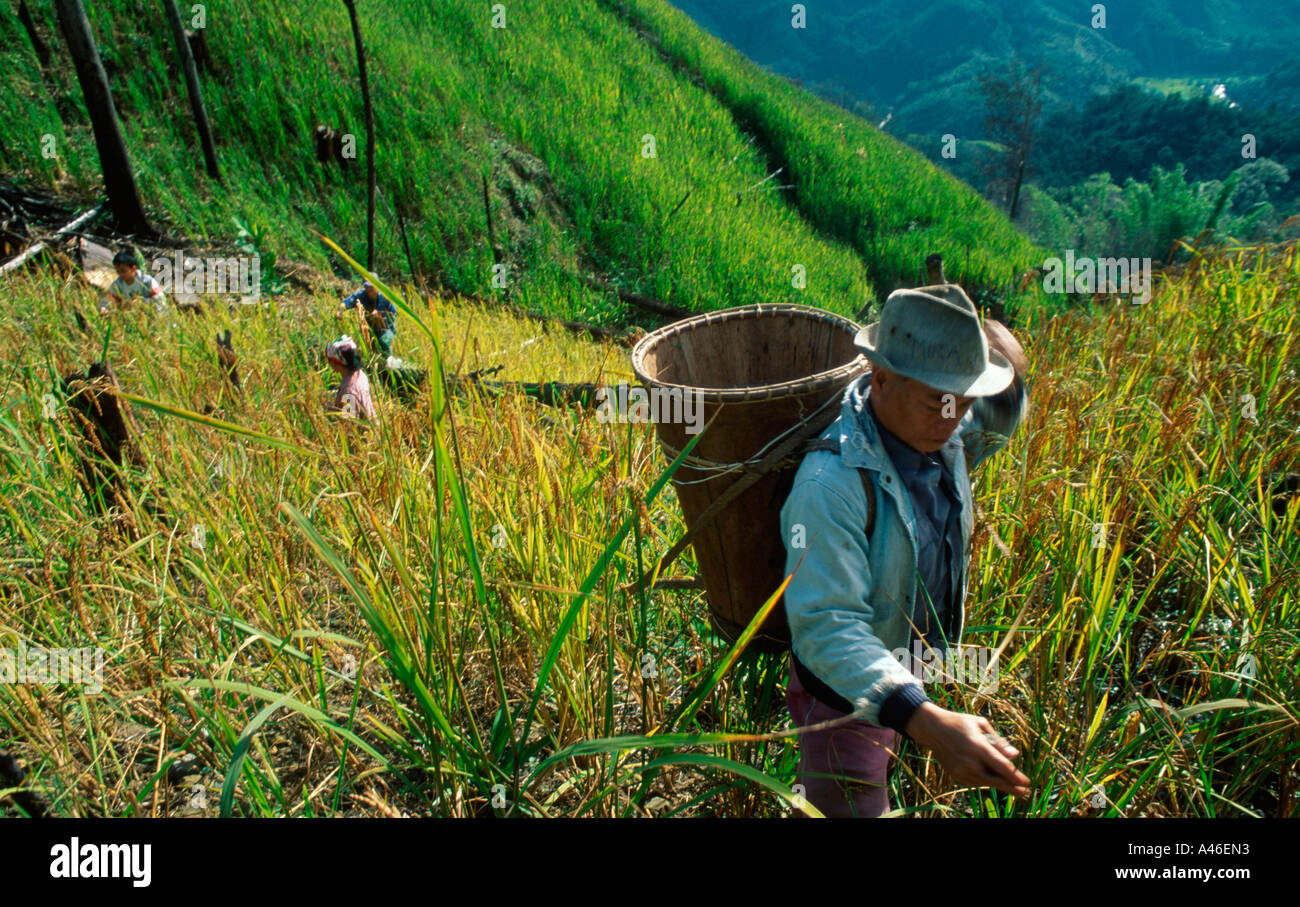 Man harvesting rice Kota Kinabalu Stock Photo - Alamy