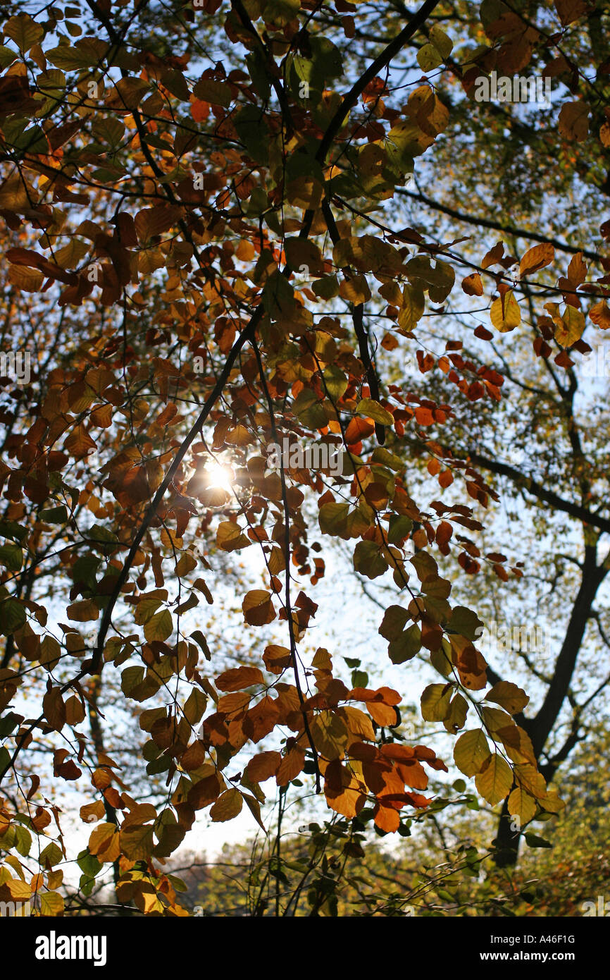 Sun shining through leaves hi-res stock photography and images - Alamy