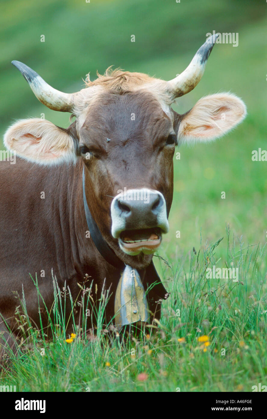 Brown Swiss Cattle Stock Photo - Alamy