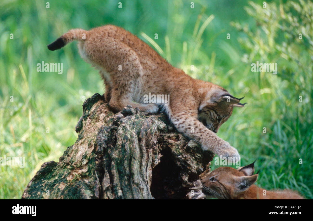 Lynx siblings hi-res stock photography and images - Alamy