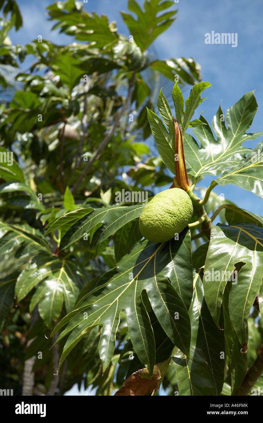Bread fruit tree hi-res stock photography and images - Alamy
