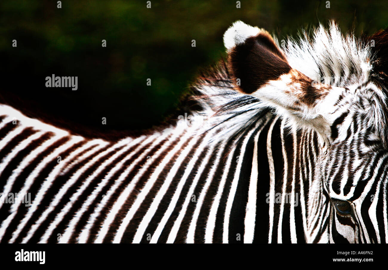 Zebra back neck hi-res stock photography and images - Alamy