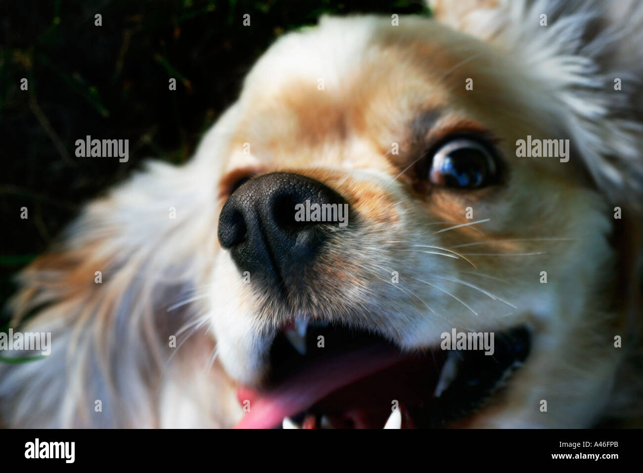 A wide eyed look Stock Photo - Alamy