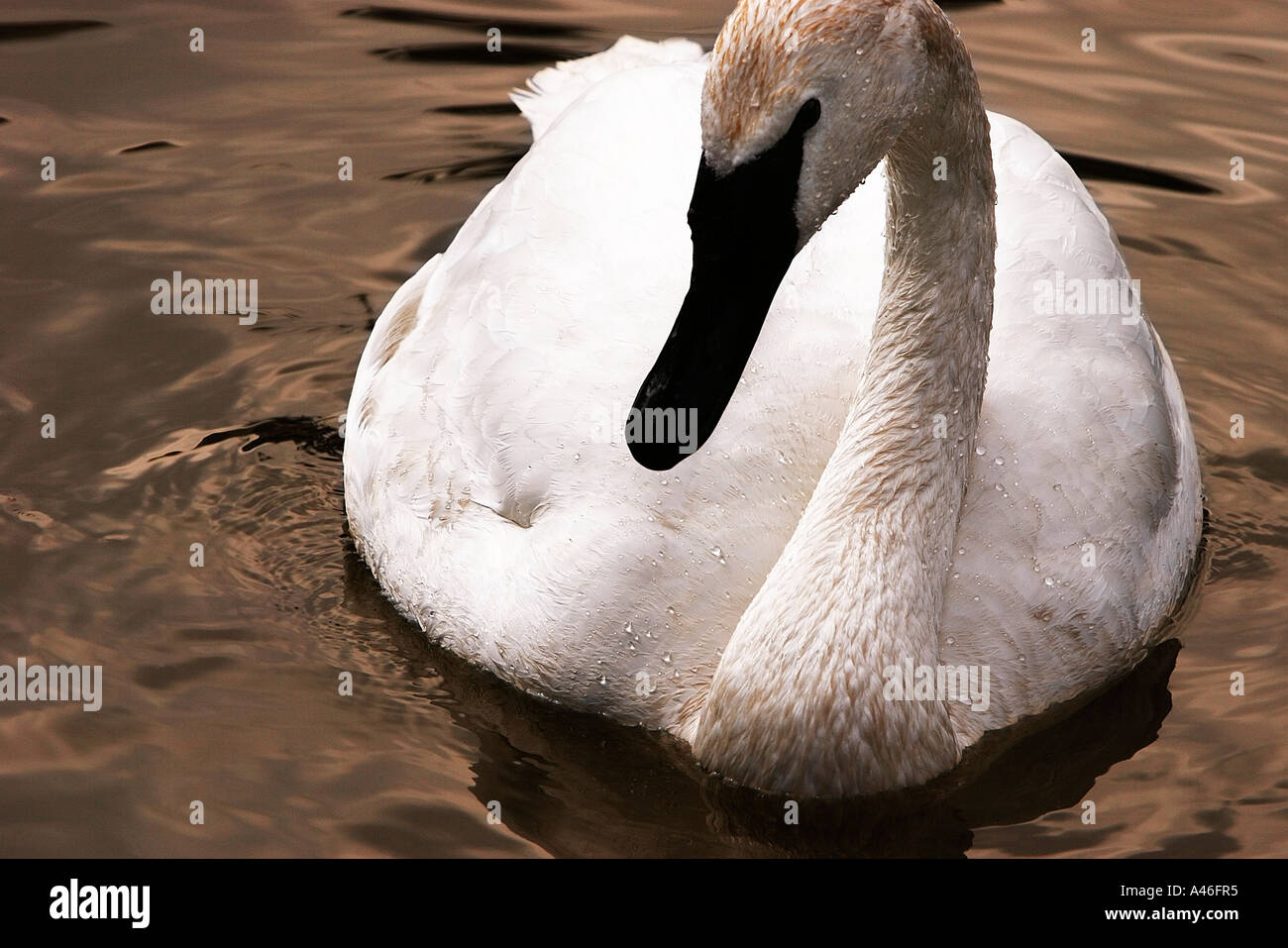 A beautiful swan Stock Photo - Alamy