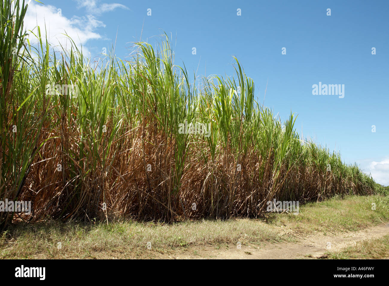 Barbados plantation hi-res stock photography and images - Alamy