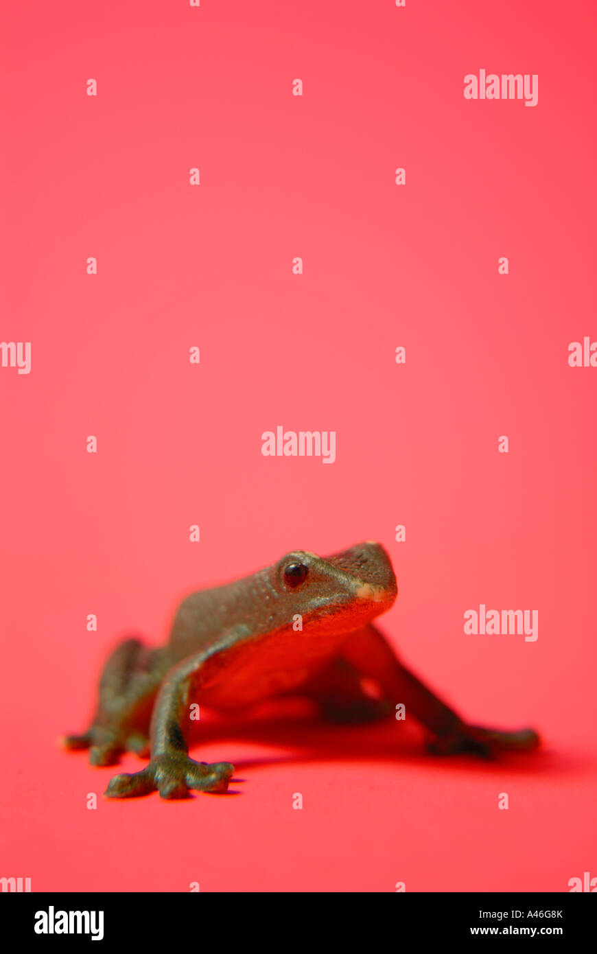 Fake frog toy hi-res stock photography and images - Alamy