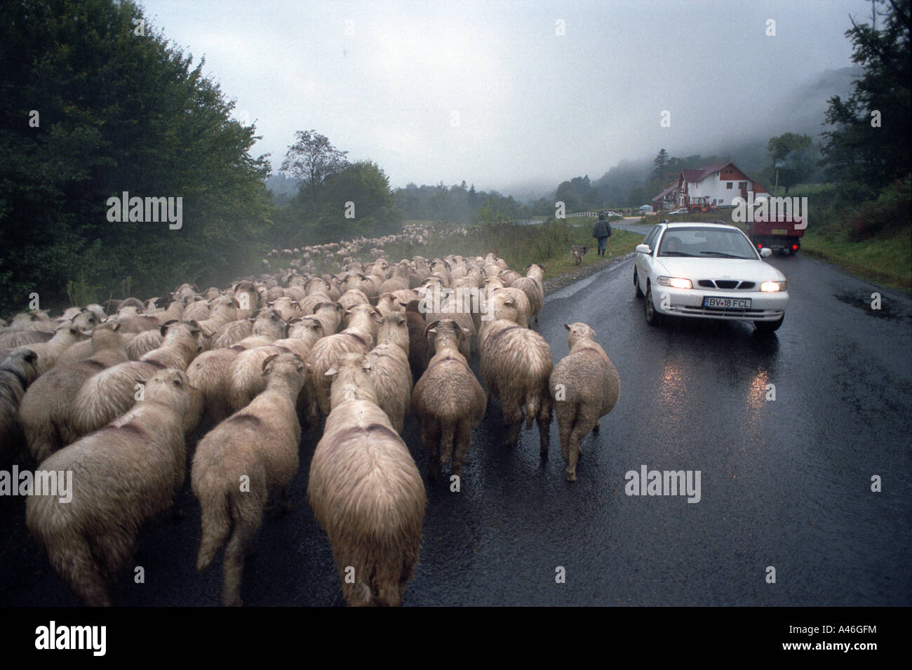 Flock of sheep on a road in the rain, Bradet, Romania Stock Photo - Alamy