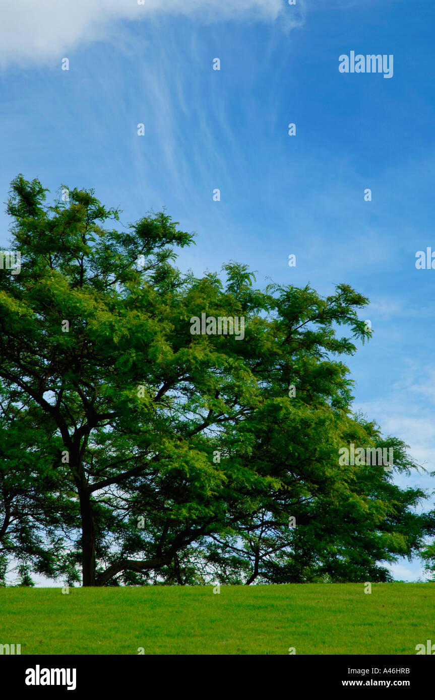 Field large tree in hi-res stock photography and images - Alamy