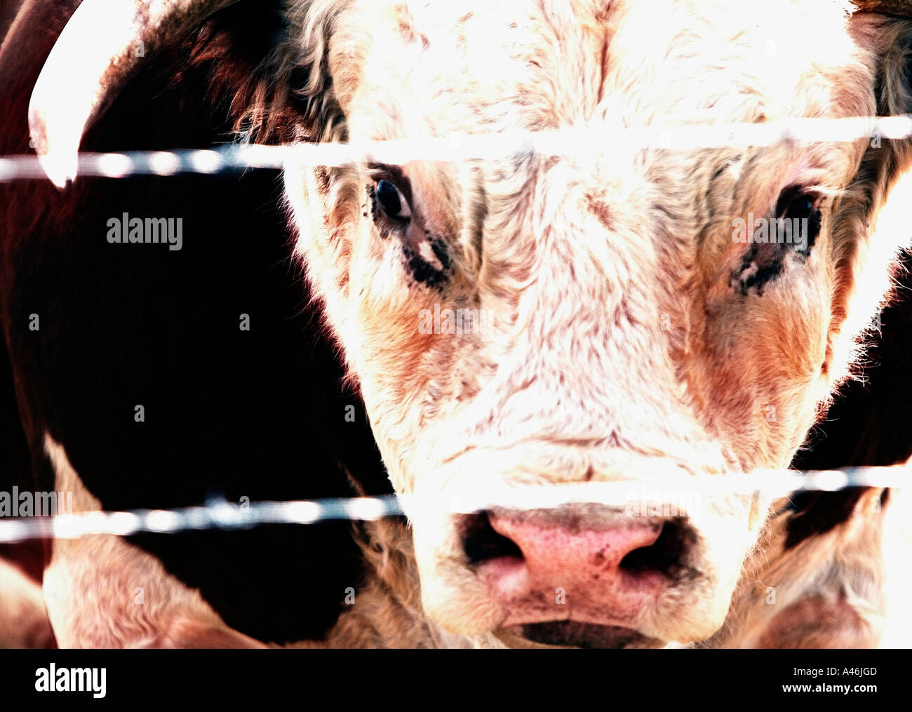 Closeup of a bull s face Stock Photo - Alamy
