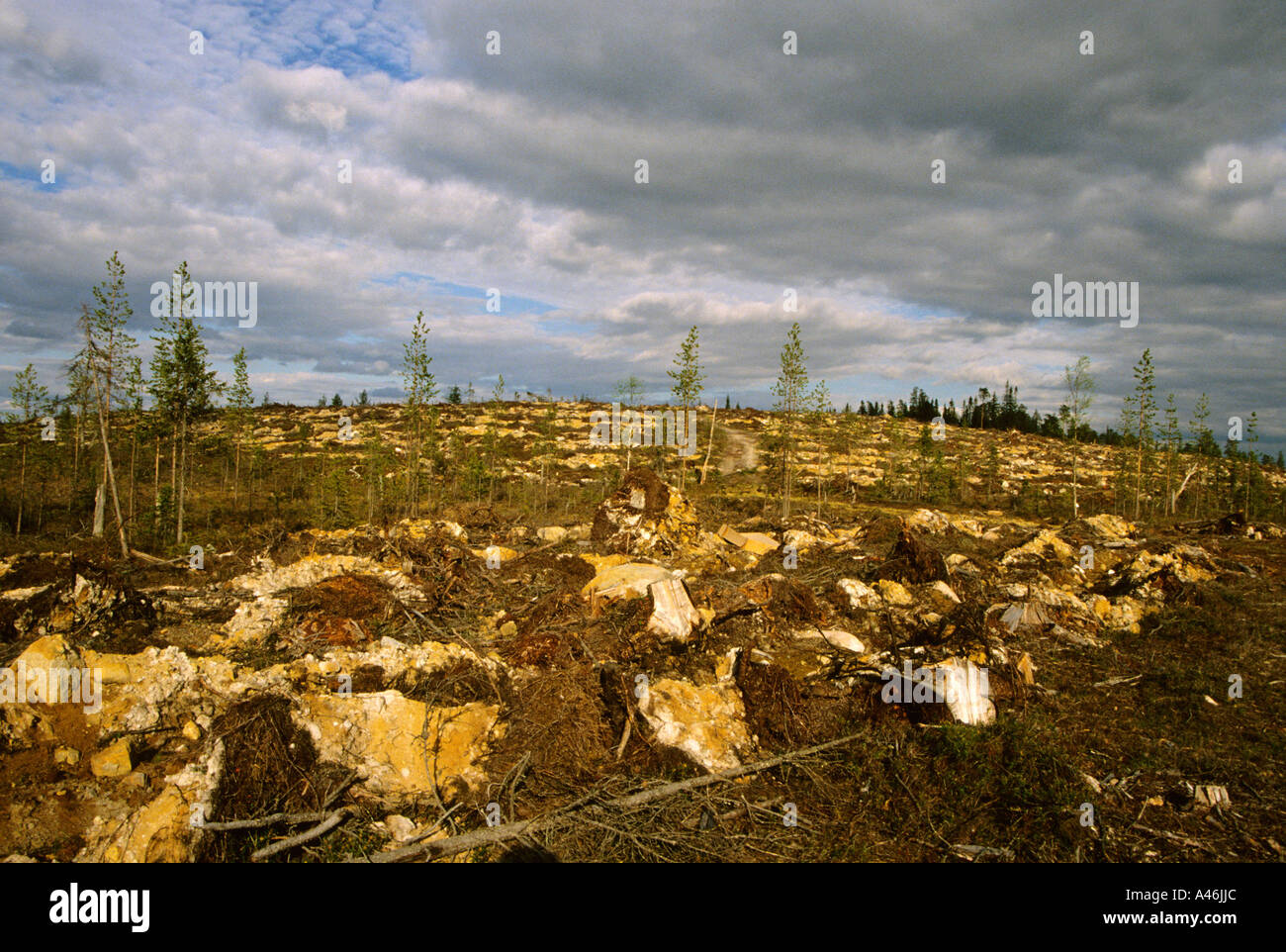 Timber industry taiga after hi-res stock photography and images - Alamy