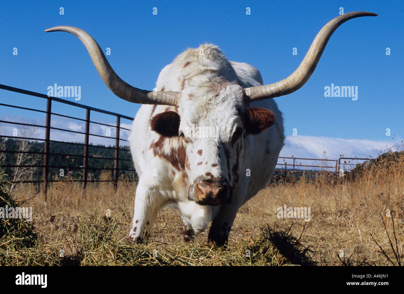 Texas Longhorn Cattle Stock Photo - Alamy