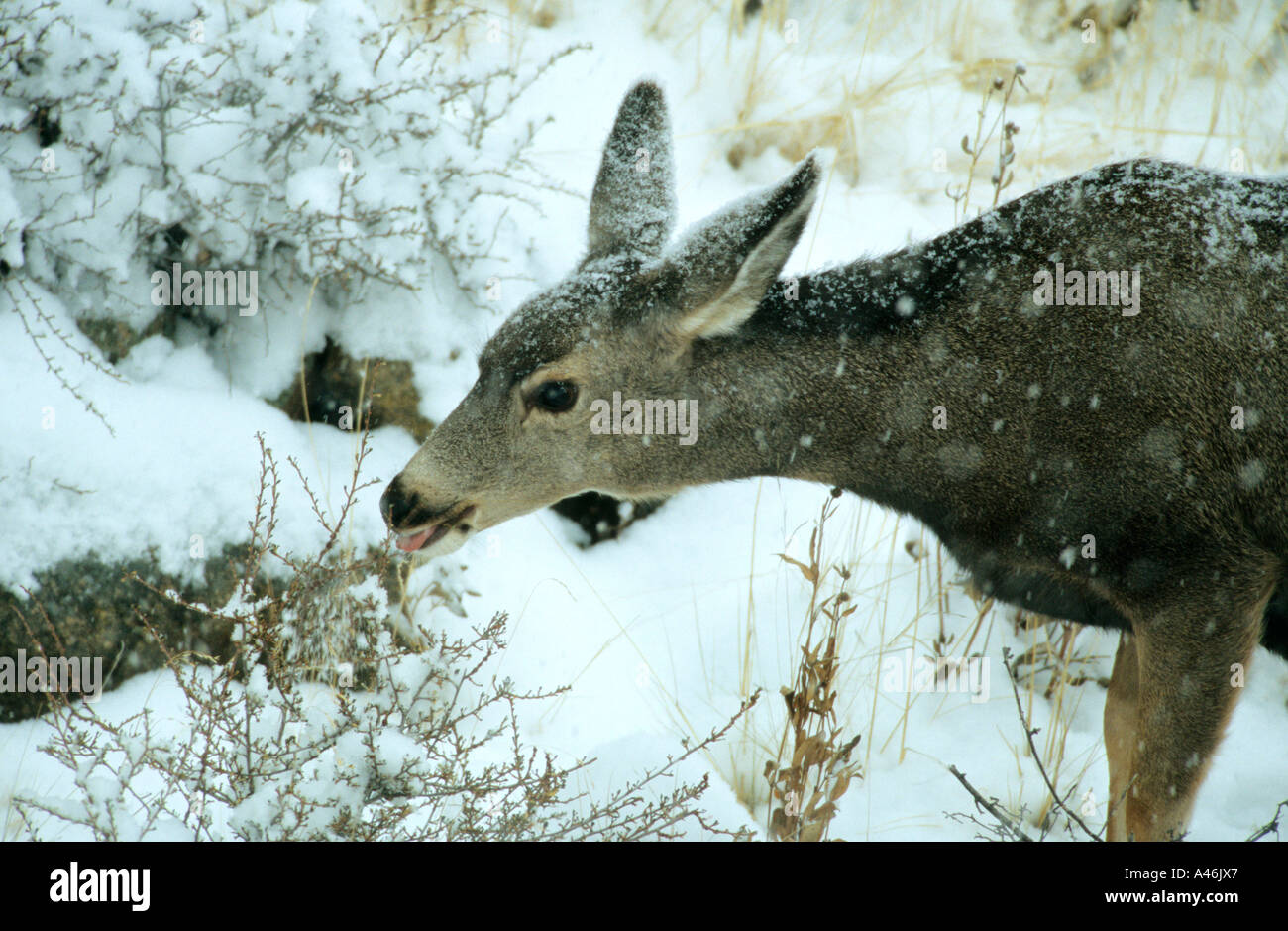 Maultierhirsch hi-res stock photography and images - Alamy