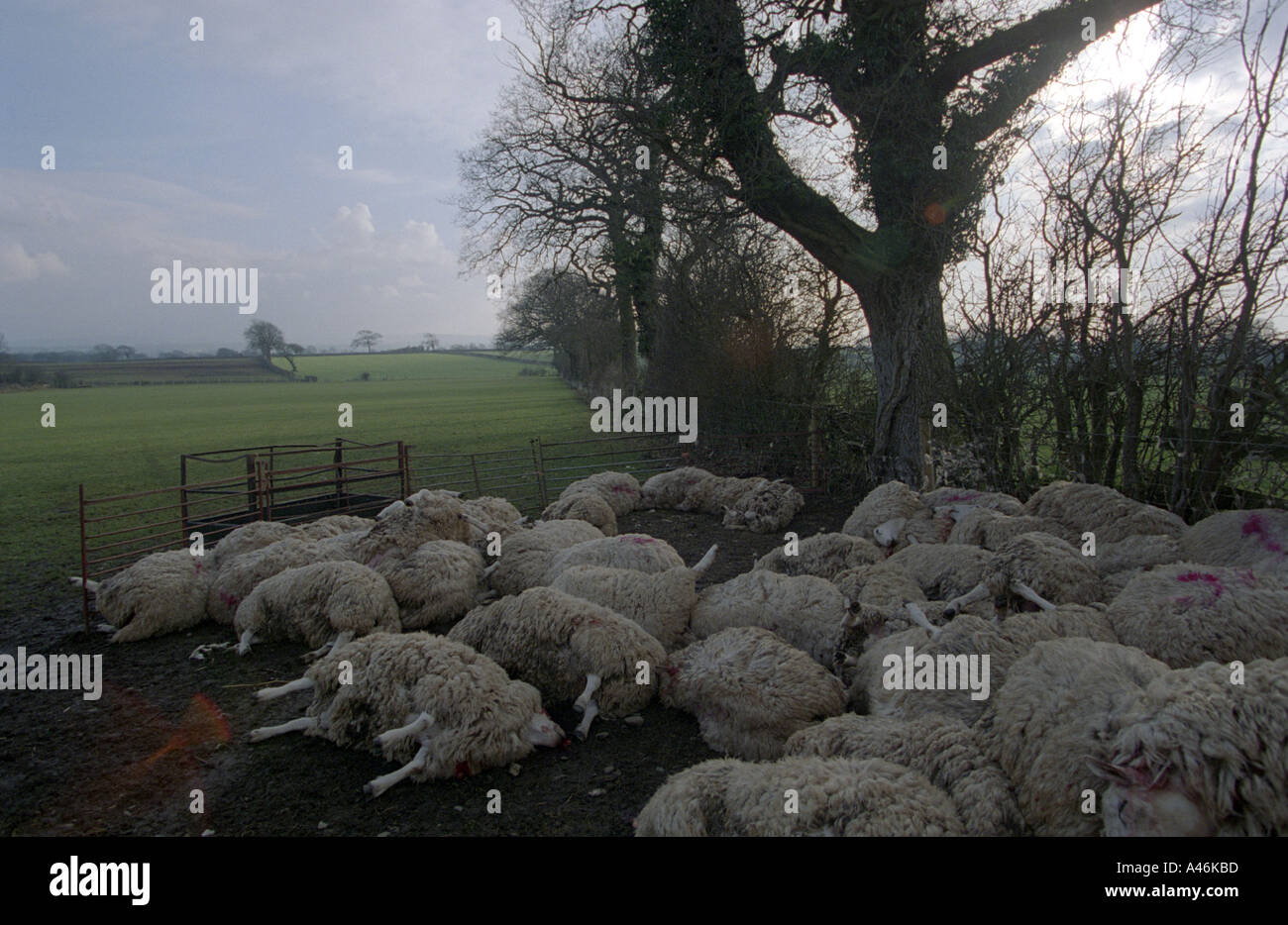 Animal disease dead sheep hi-res stock photography and images - Alamy