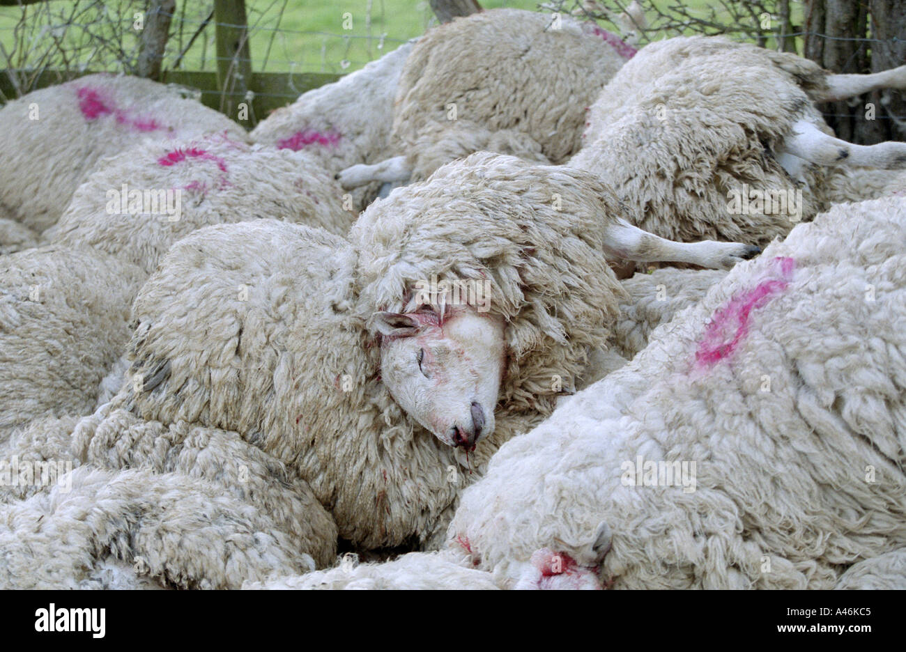 Animal disease dead sheep hi-res stock photography and images - Alamy