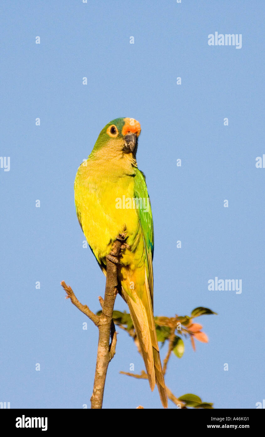 Peach-fronted Conure Peach-fronted Parakeet Stock Photo - Alamy
