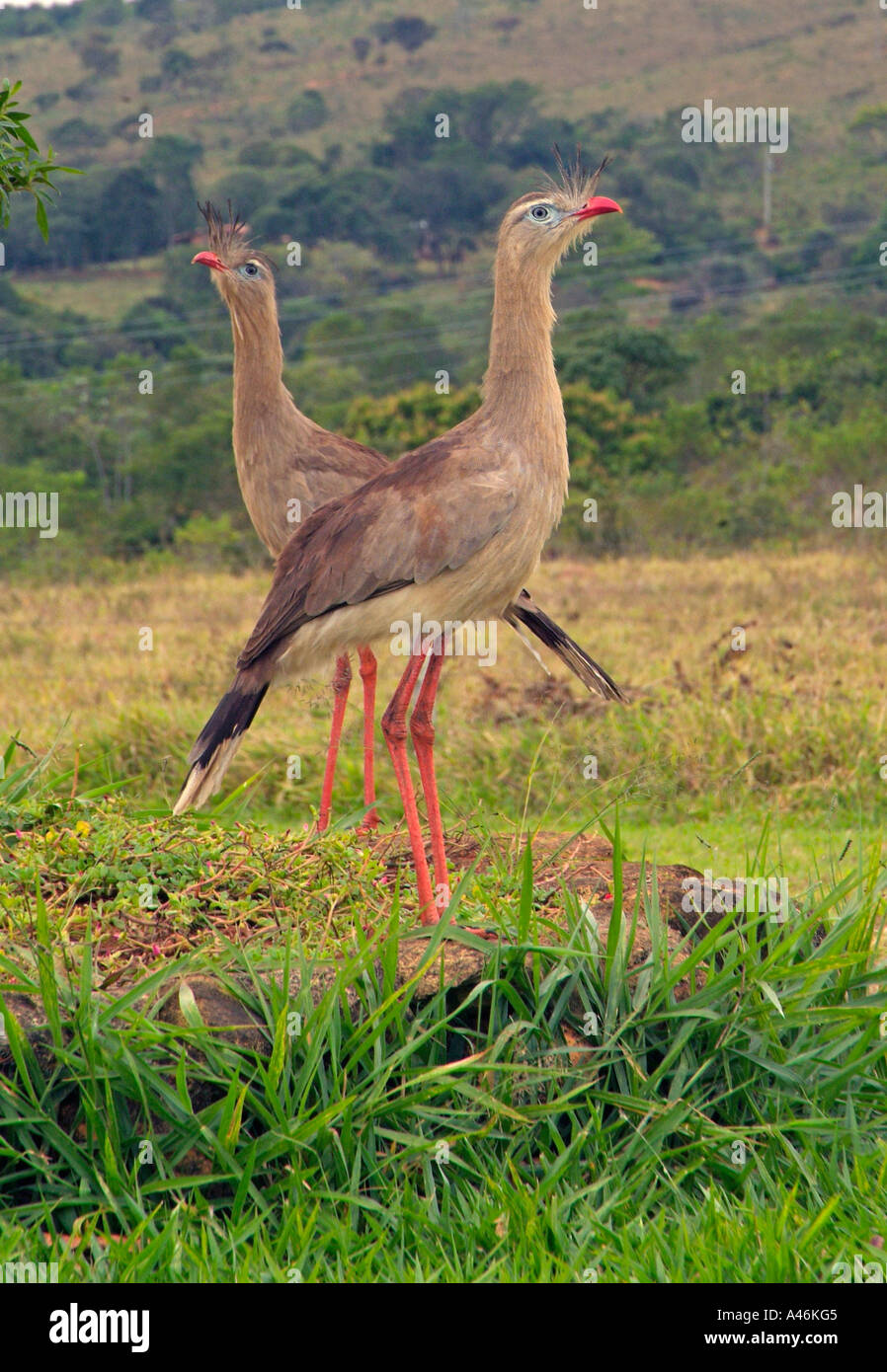 Seriemas hi-res stock photography and images - Alamy