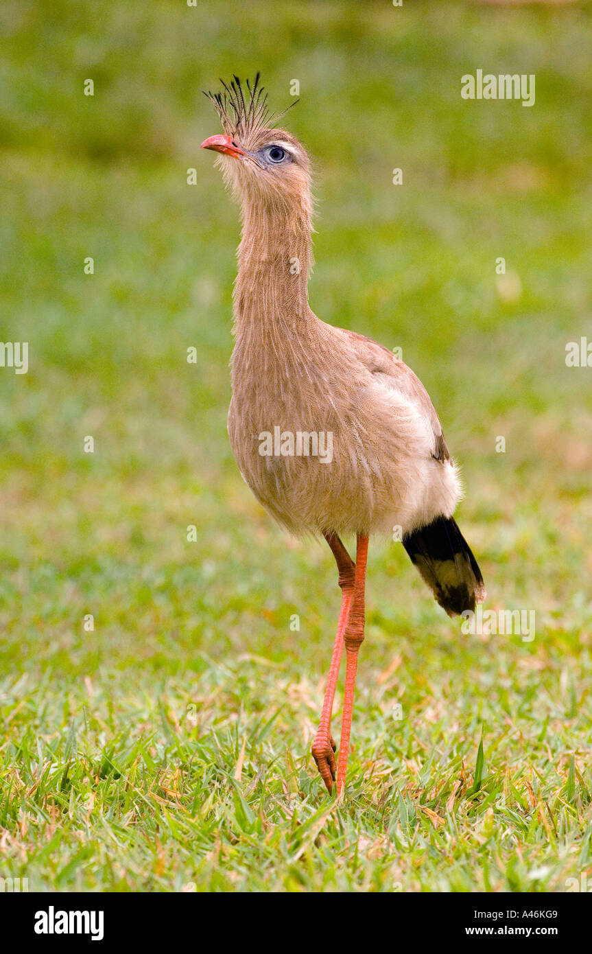Legged seriema hi-res stock photography and images - Alamy