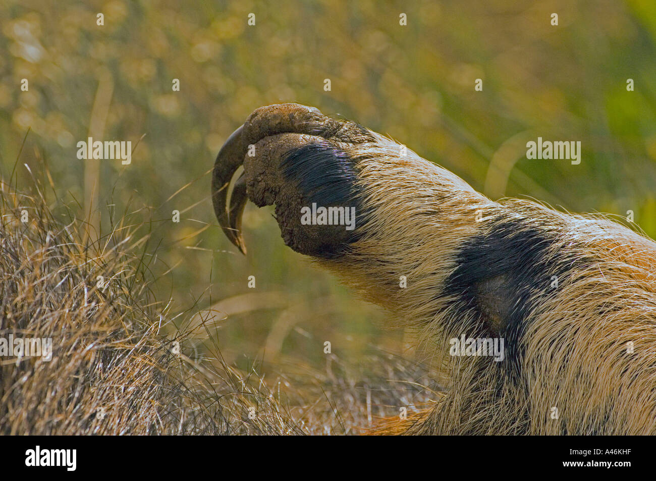 Giant anteater close up hi-res stock photography and images - Alamy
