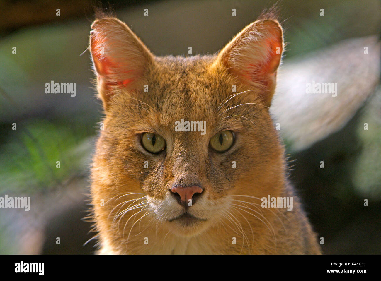 Jungle Cat Swamp Cat Stock Photo - Alamy