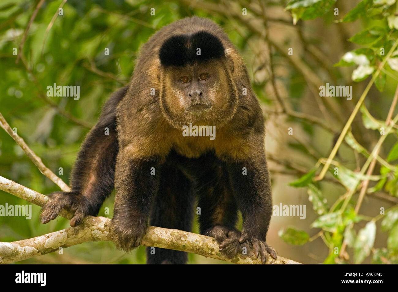 Black horned capuchin hi-res stock photography and images - Alamy
