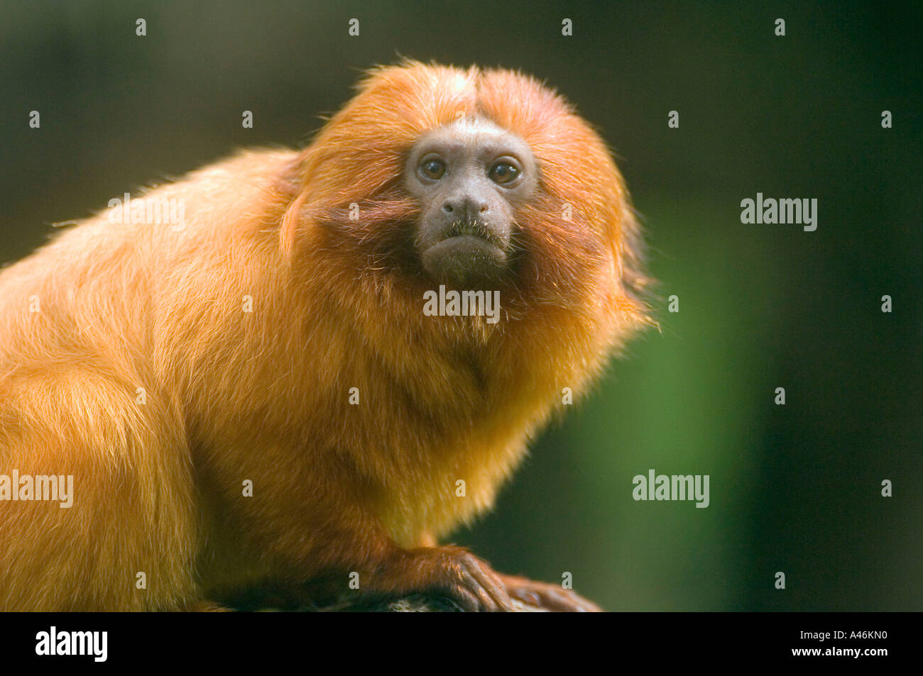 Golden Lion Tamarin Stock Photo - Alamy