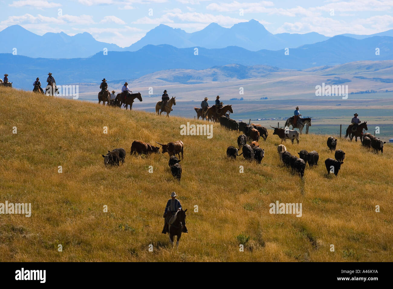 Cows farm livestock move together hi-res stock photography and images ...