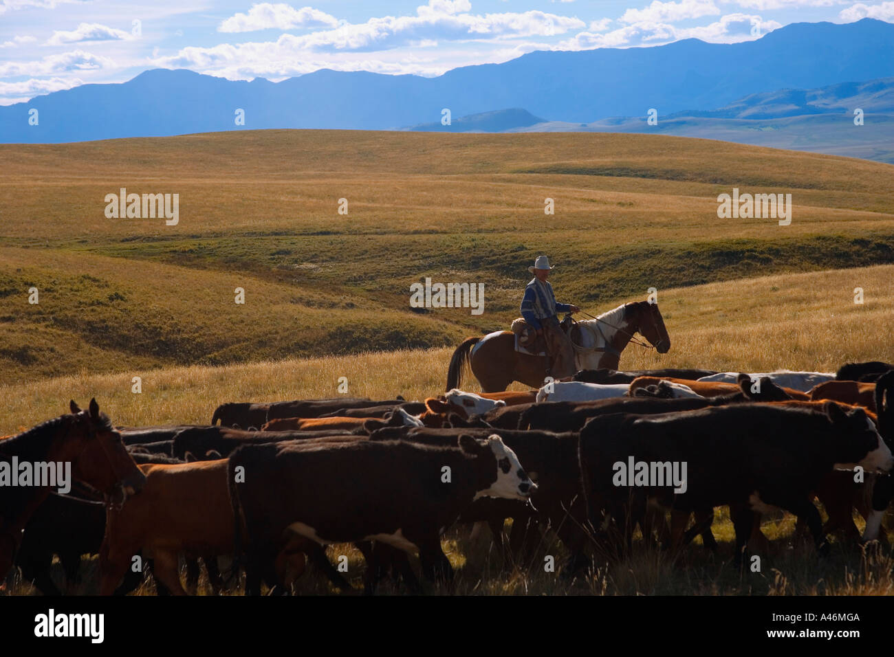 Rounding up cows hi-res stock photography and images - Alamy