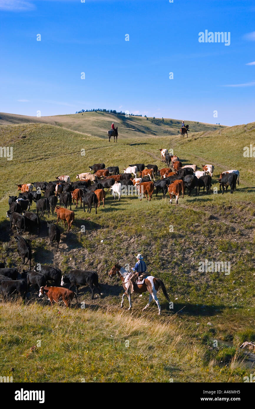 Rounding up the cattle Stock Photo - Alamy