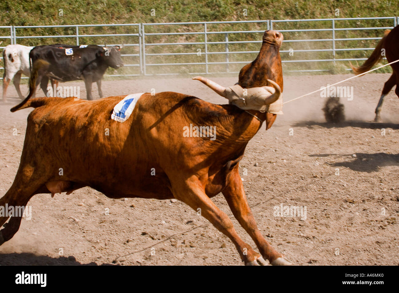 Steer wrestle hi-res stock photography and images - Alamy