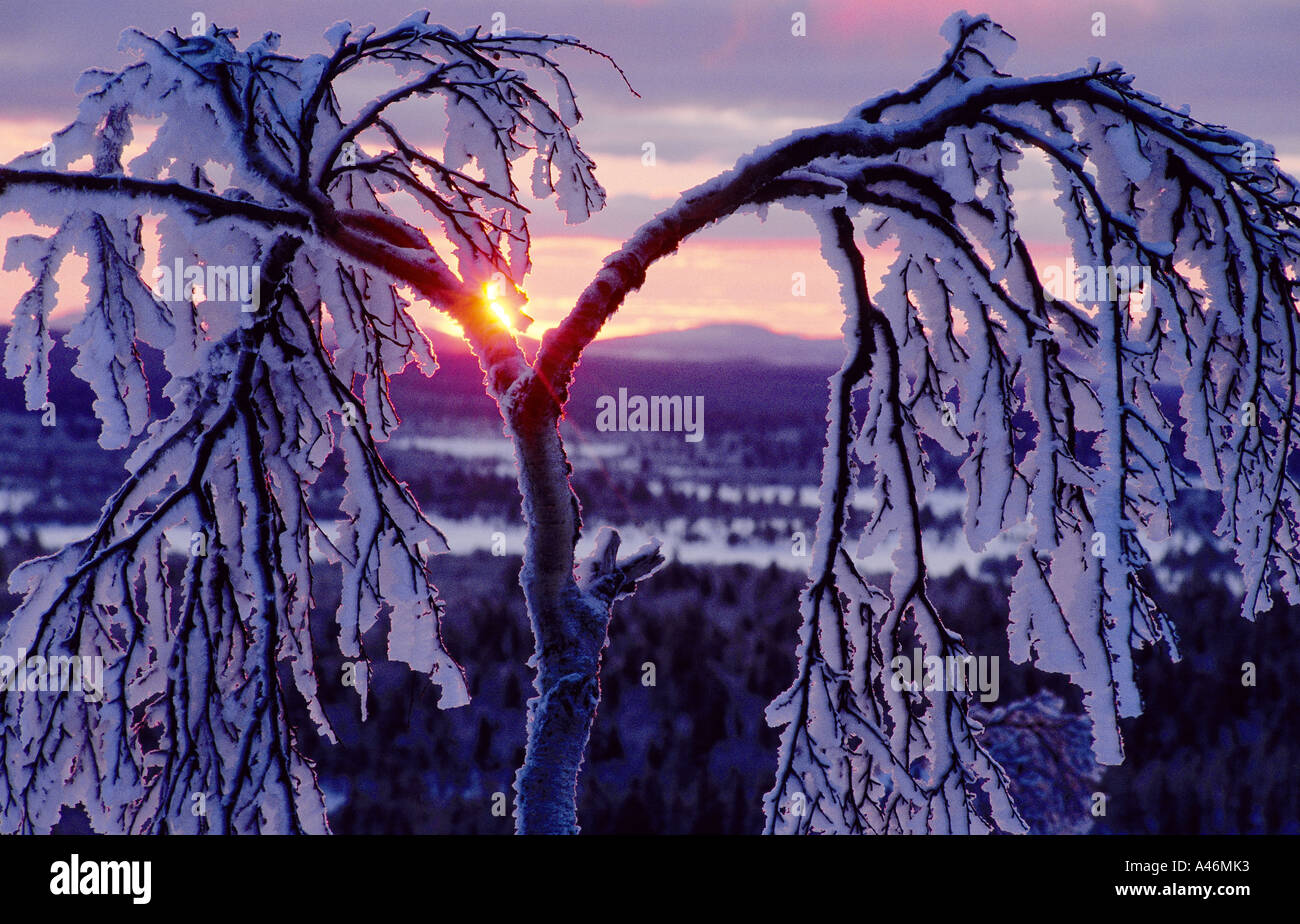 Frosty birch tree at sunrise. Hedmark fylke, Norway Stock Photo - Alamy