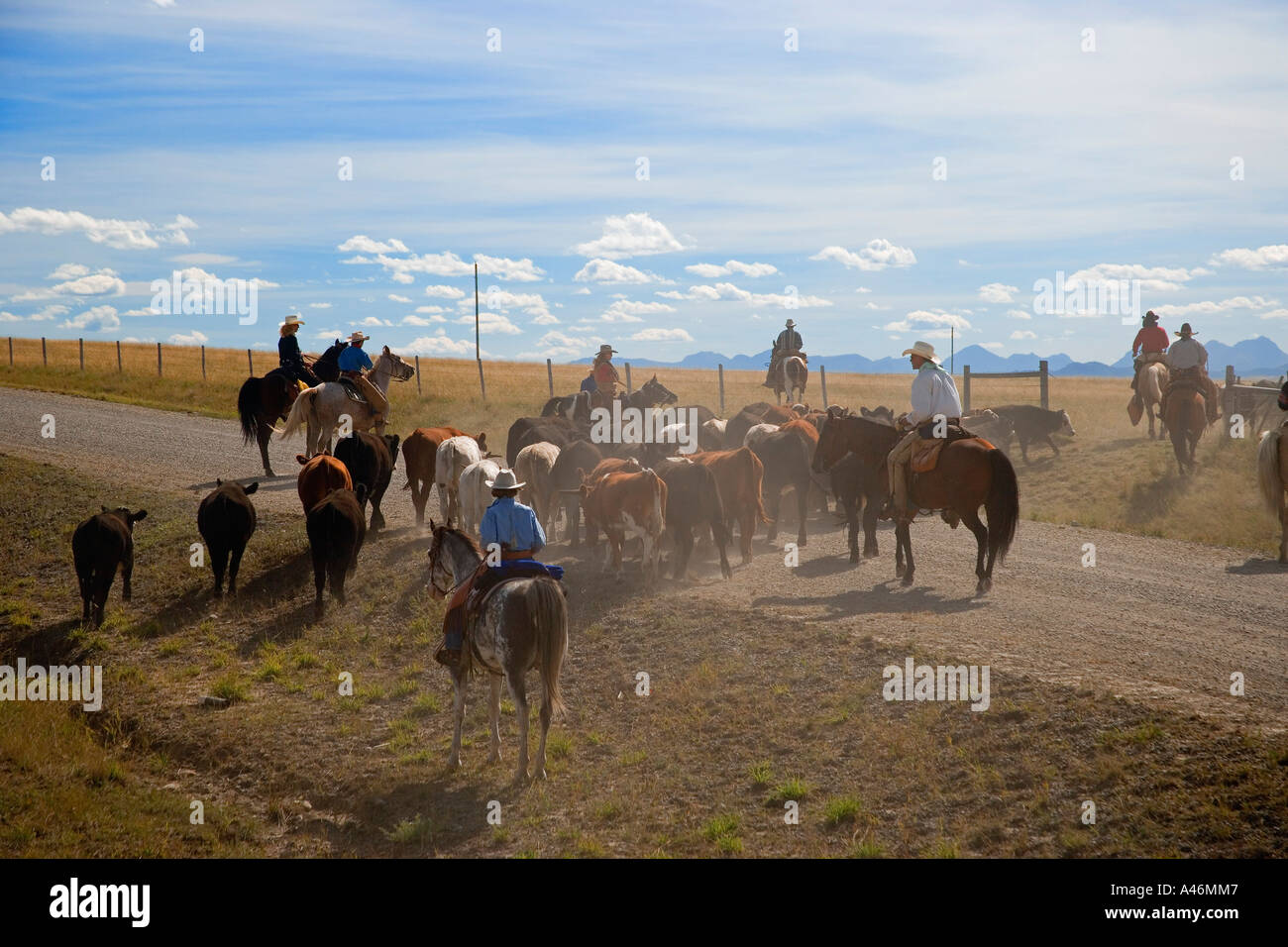 Rounding up the cattle Stock Photo - Alamy