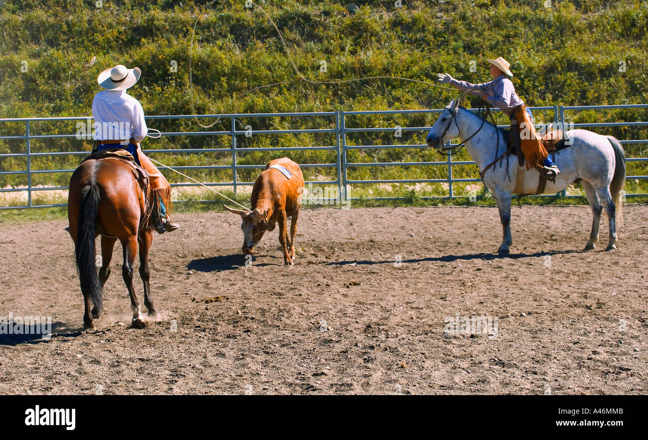 Catching a steer Stock Photo - Alamy