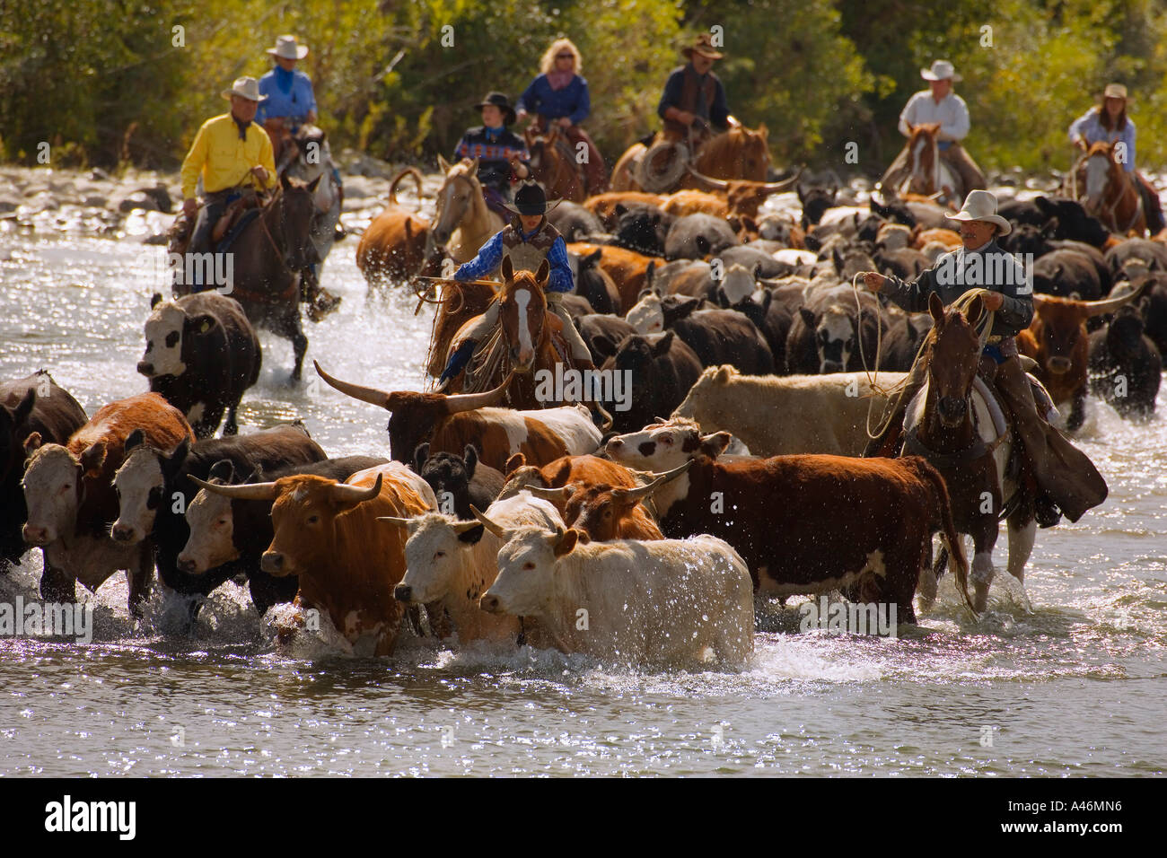 Rounding up the cattle Stock Photo - Alamy