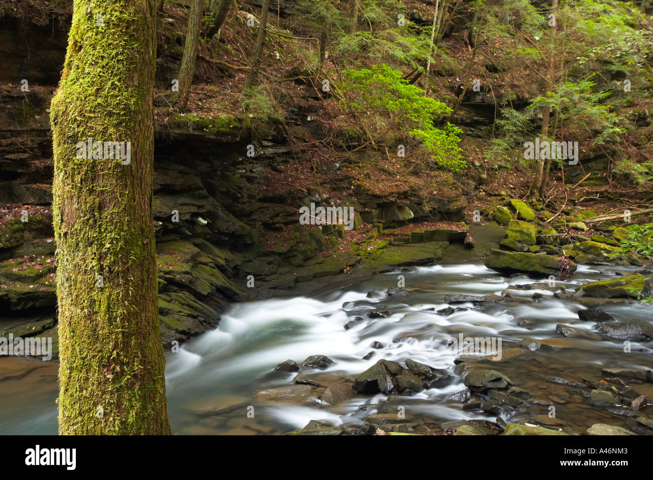 Tree trunk and hillside with rapids along Fiery Gizzard Creek Tennessee ...