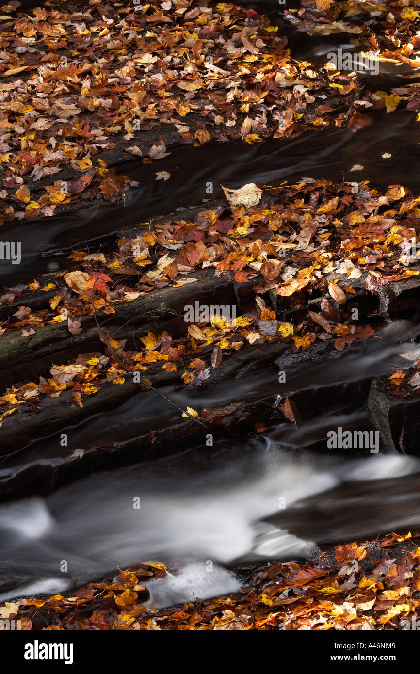 Brown and red fall colored leaves on layered rocks in stream Stock ...