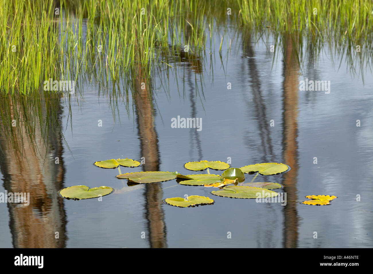 Water lily pads floating on mountain pond with sky and trees reflecting ...