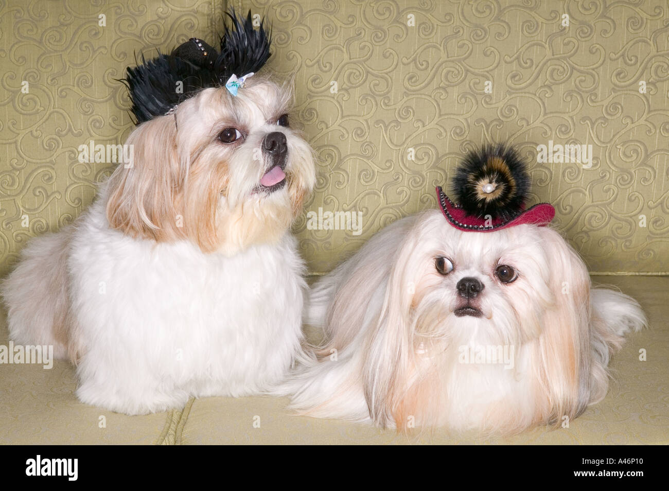 Two pekinese hi-res stock photography and images - Alamy
